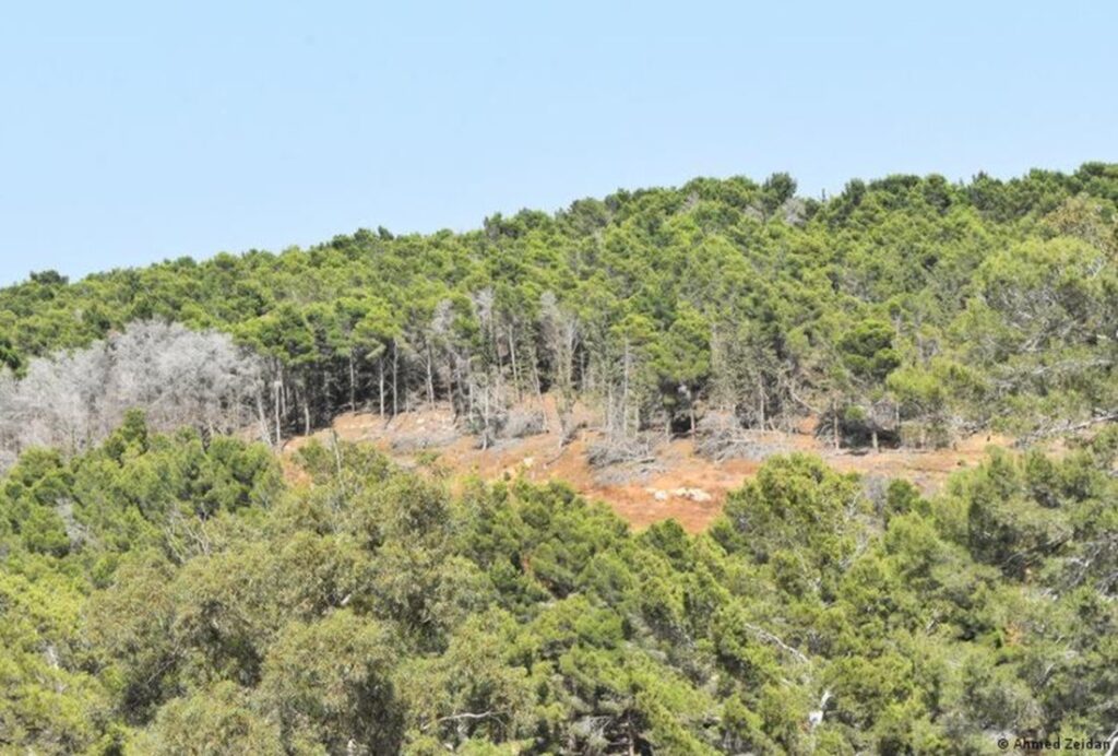 Libya’s battle to protect its endangered forests – Libya Tribune
